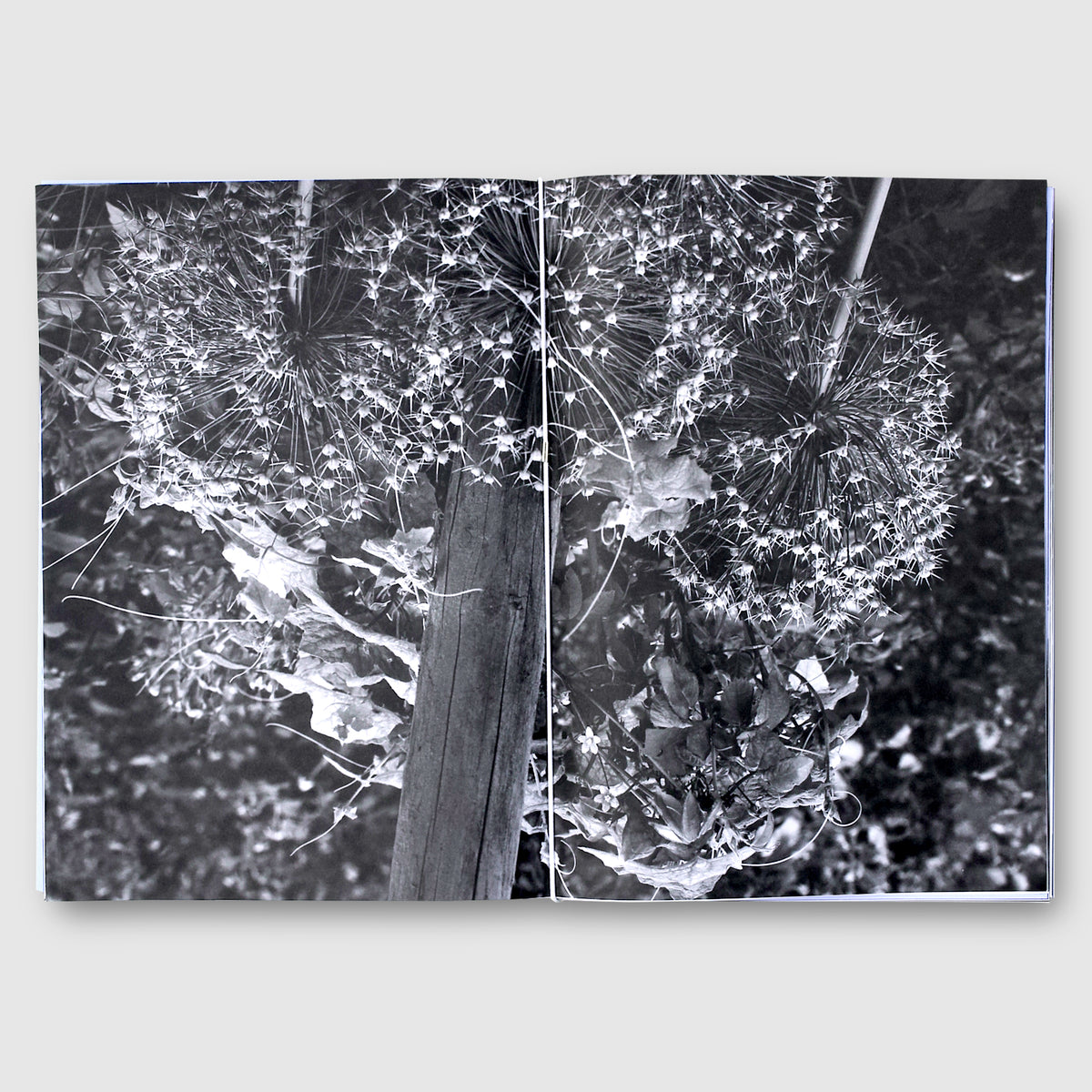 Marijn Bax | ANK - Another Kind of Need | Post Architecture Books